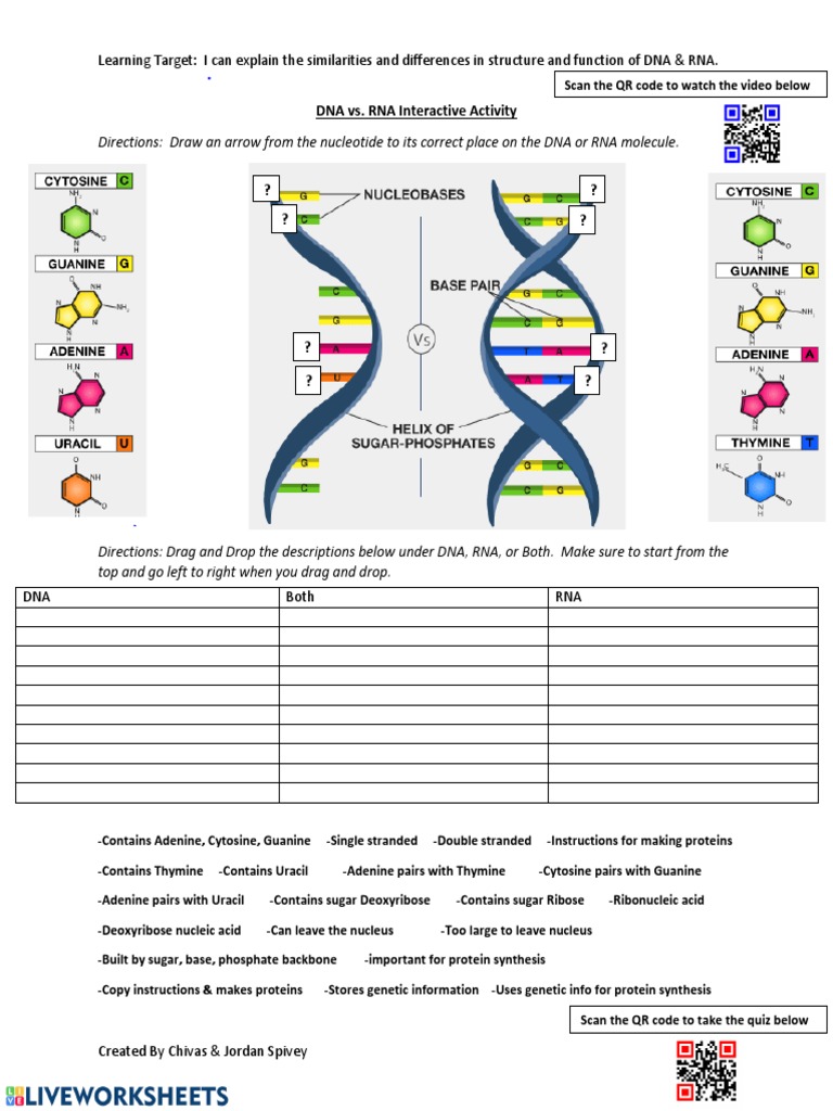 Directions: Draw An Arrow From The Nucleotide To Its Correct Place On ...