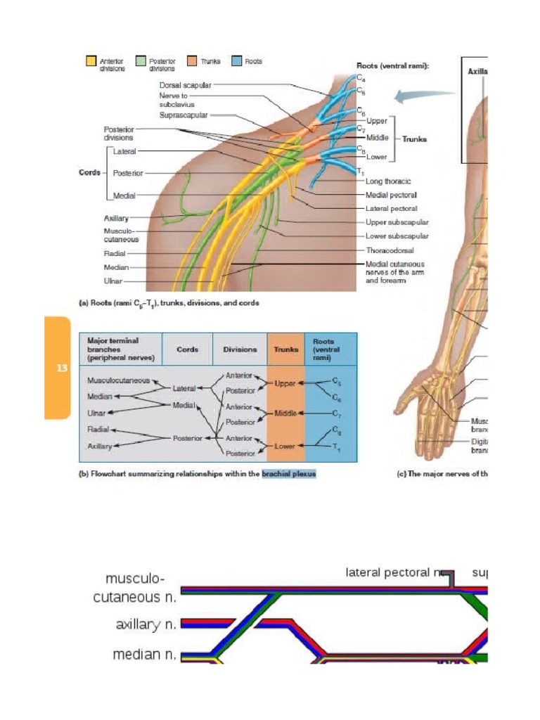 Nerves and Innervated Muscles | PDF | Thumb | Foot