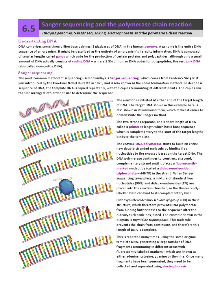 Sanger Sequencing and The Polymerase Chain Reaction | PDF | Dna ...