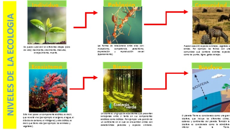 Los niveles de la ecología: individuo, población, comunidad, ecosistema ...