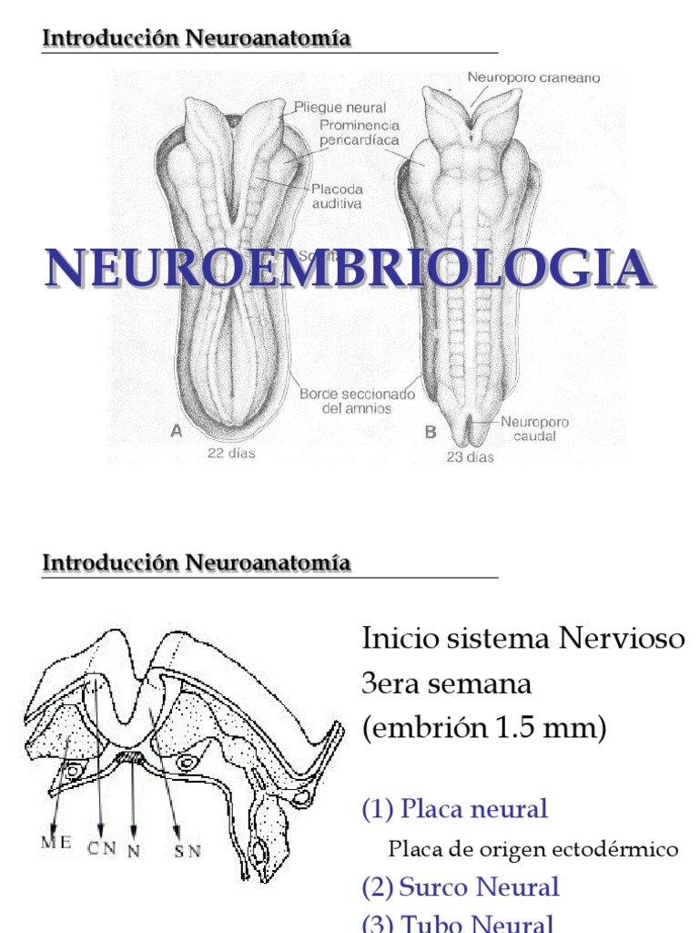 Clase 8 Neuroembriología PDF | PDF