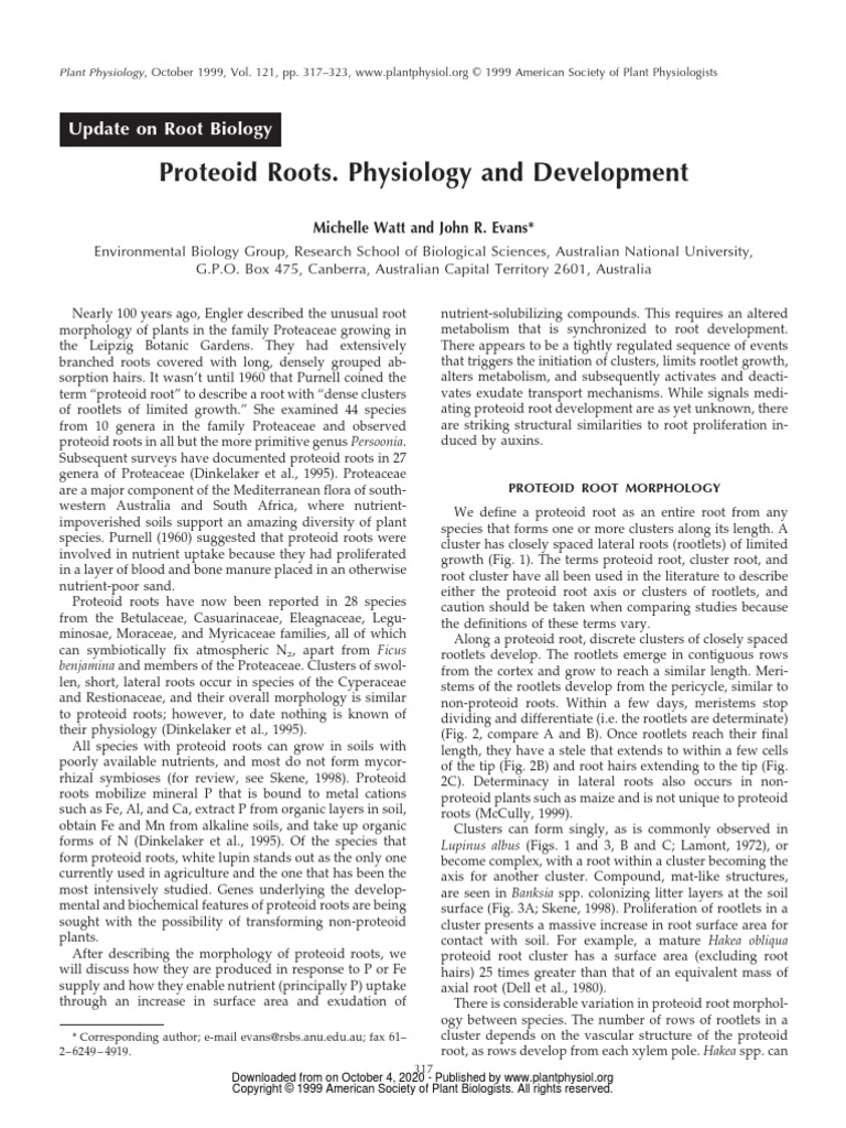 Proteoid Roots. Physiology and Development: Update On Root Biology ...