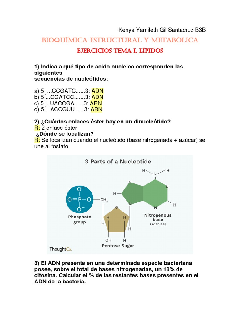 Hoja De Trabajo Con Respuestas Sobre Proteínas De Adn Y Arn