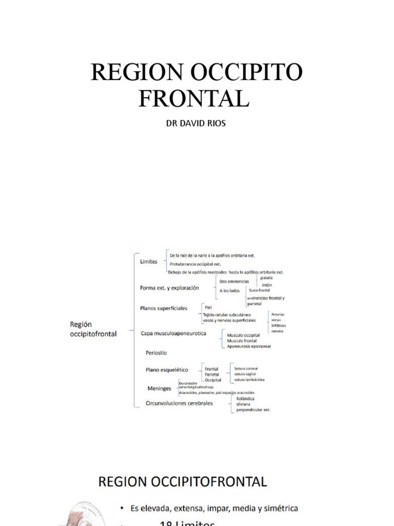 Occipito-Frontal Region Overview | PDF