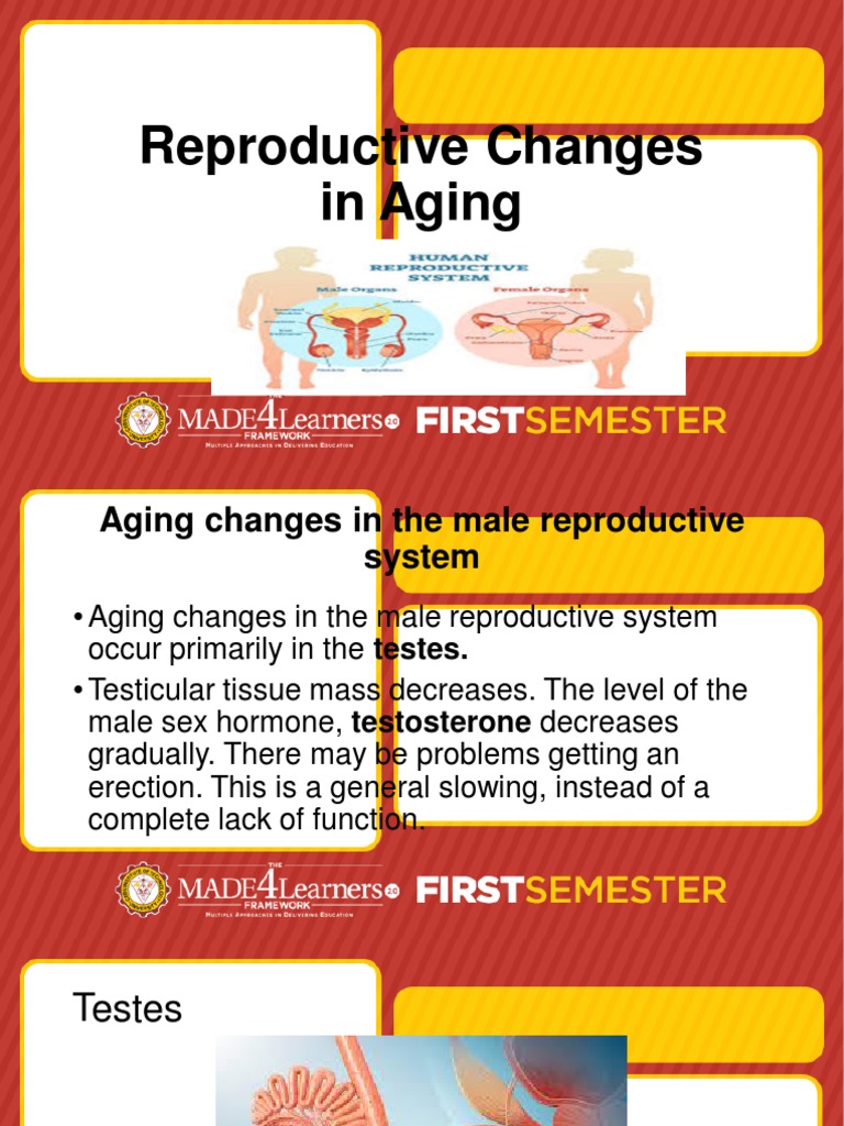 Reproductive Changes in Aging PDF | PDF | Prostate | Menopause