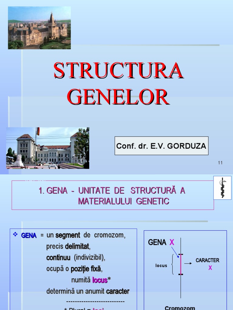 Curs 3 MG Structura Genei | PDF