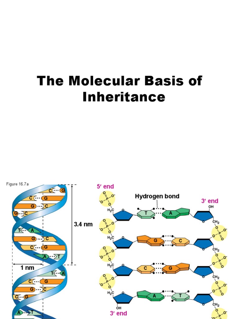 The Molecular Basis of Inheritance | PDF