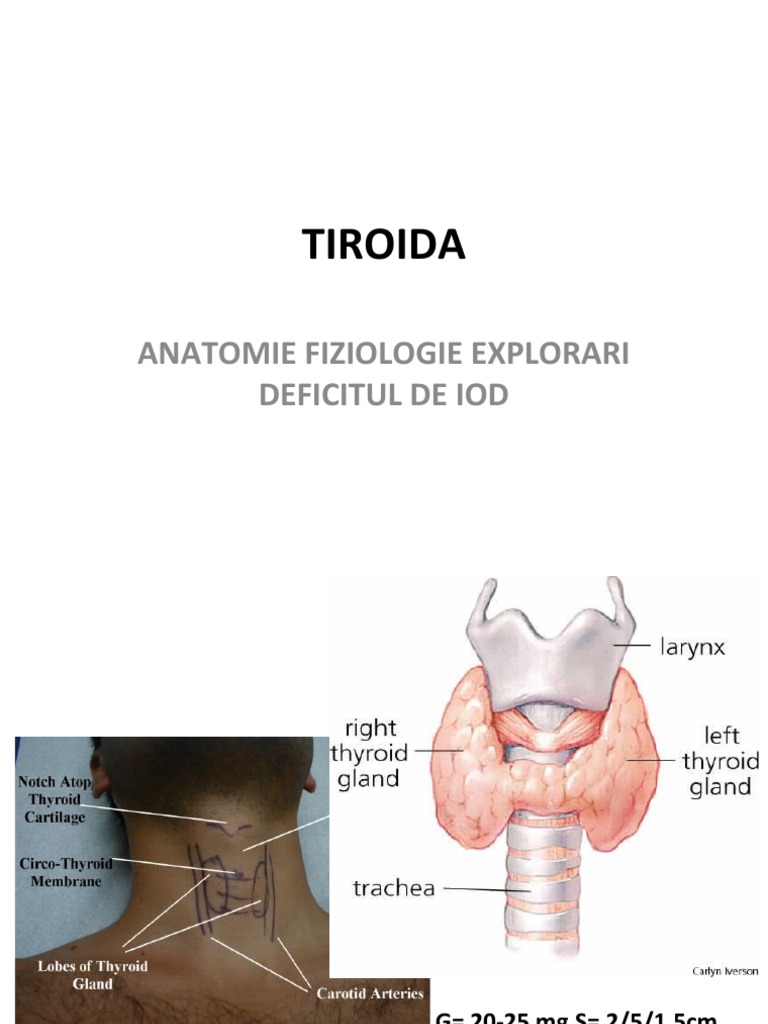 Thy Gen &hiperthy Stud | PDF