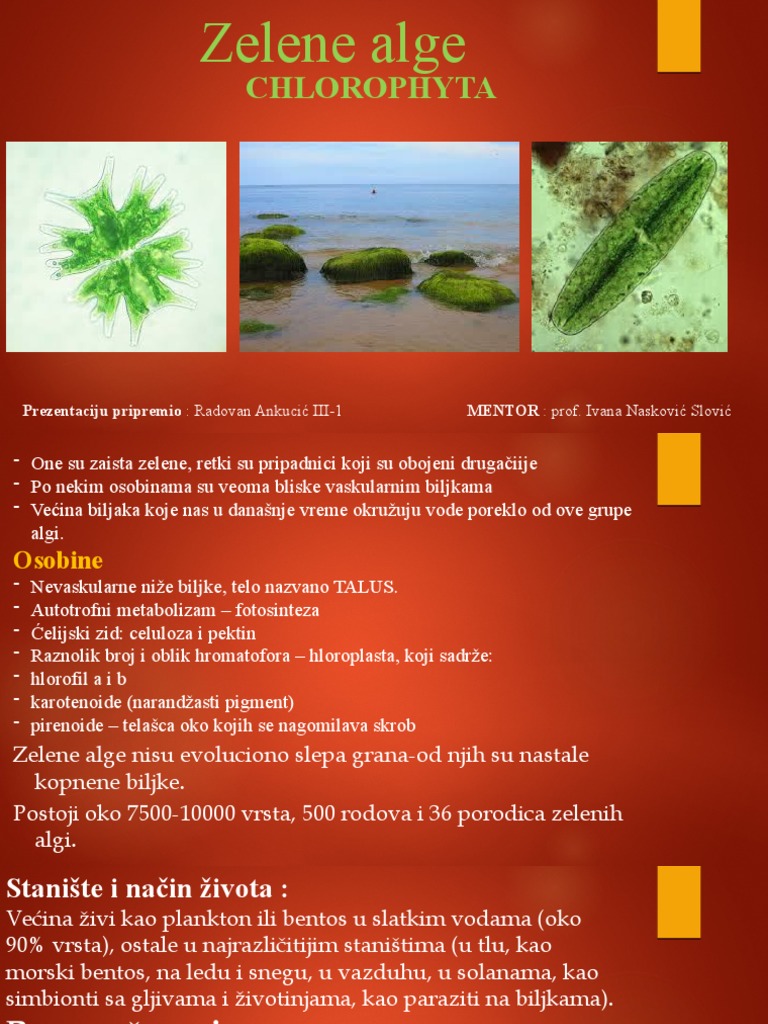 Zelene Alge | PDF