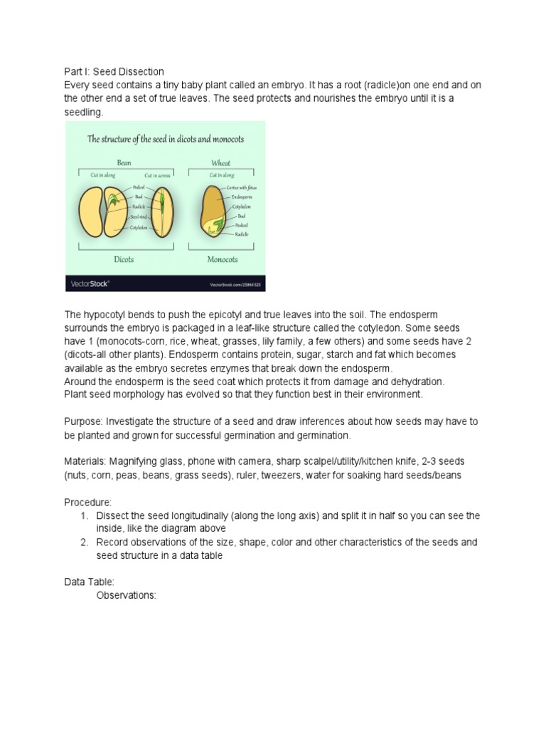 Seed and Flower Dissection | PDF | Seed | Flowers