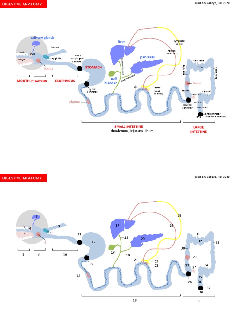 Digestive System Mind Map Overview | PDF | Human Digestive System ...