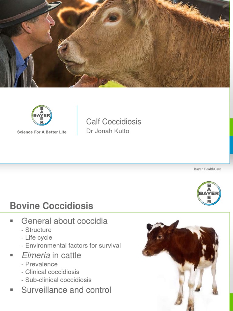 Understanding Bovine Coccidiosis Risks | PDF | Cattle | Diarrhea