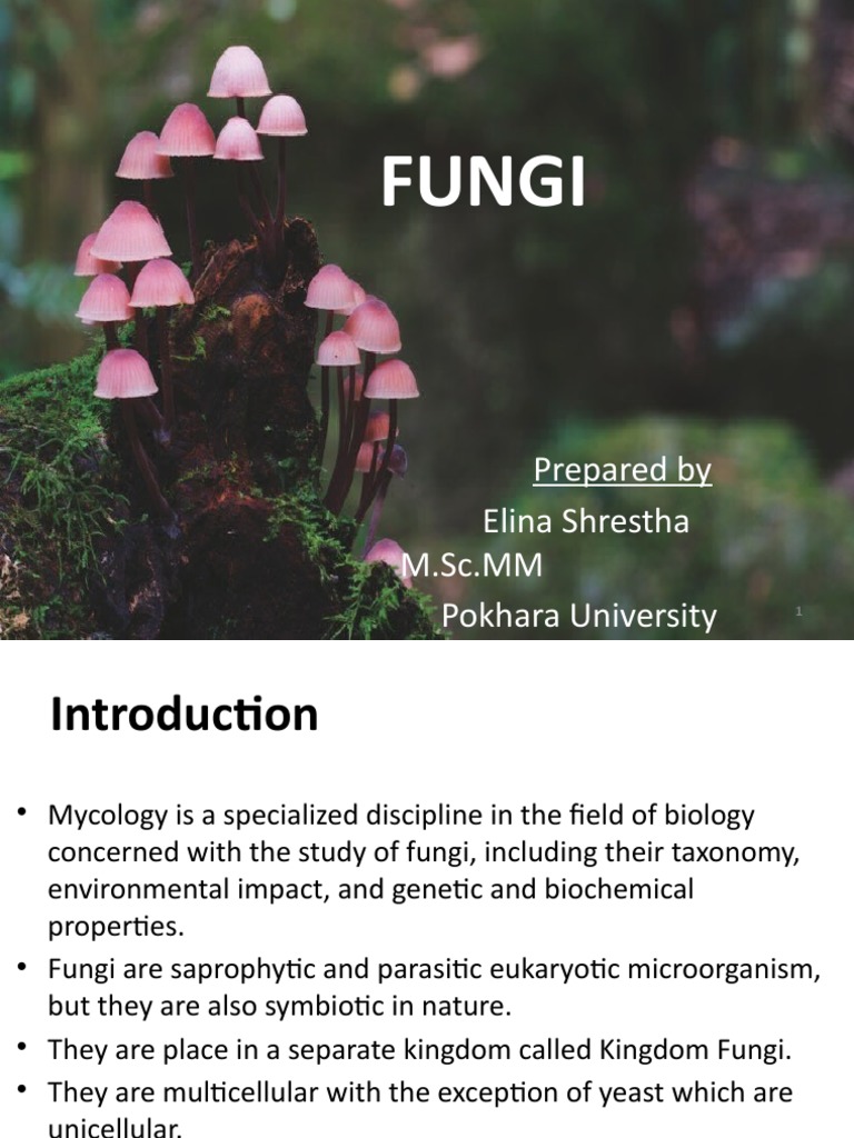 Fungi: Prepared by Elina Shrestha M.SC - MM Pokhara University | PDF ...