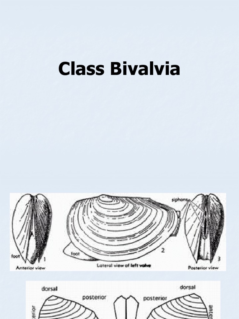Bivalvia Classification and Anatomy Guide | PDF | Bivalvia | Molluscs