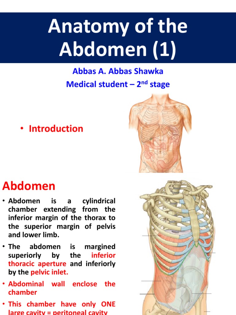 Anatomy of The Abdomen (1) : - Introduction | PDF | Abdomen | Pelvis