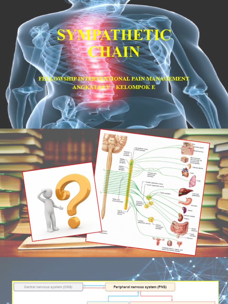 Sympathetic Chain | PDF | Primate Anatomy | Human Anatomy