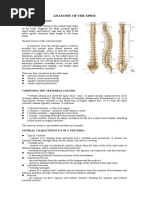 Axial Skeleton Study Guide | PDF | Vertebra | Vertebral Column