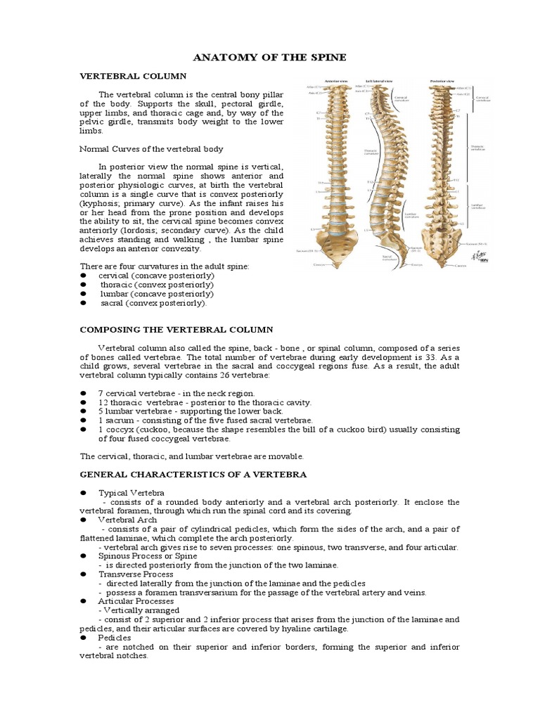 Anatomy of The Spine | PDF | Vertebra | Vertebral Column