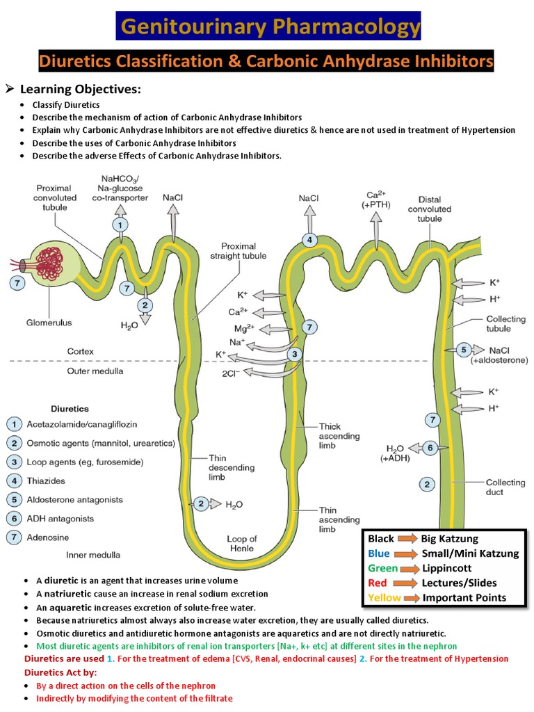 Genitourinary Pharmacology | PDF | Drugs | Pharmacology