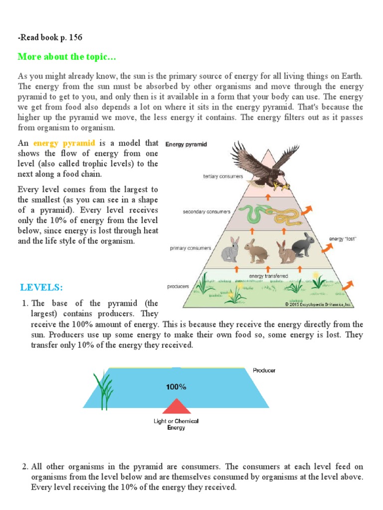 More About The Topic : Energy Pyramid | PDF