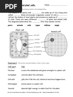 IGCSE Science Worksheets | PDF | Reproductive System | Lung