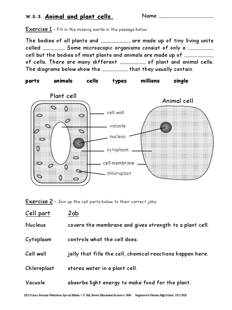 7th Grade Science Worksheets Cells