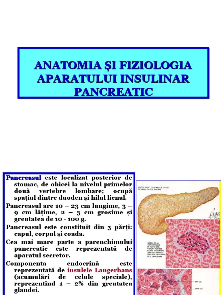 1 Anatomia Pancreas | PDF