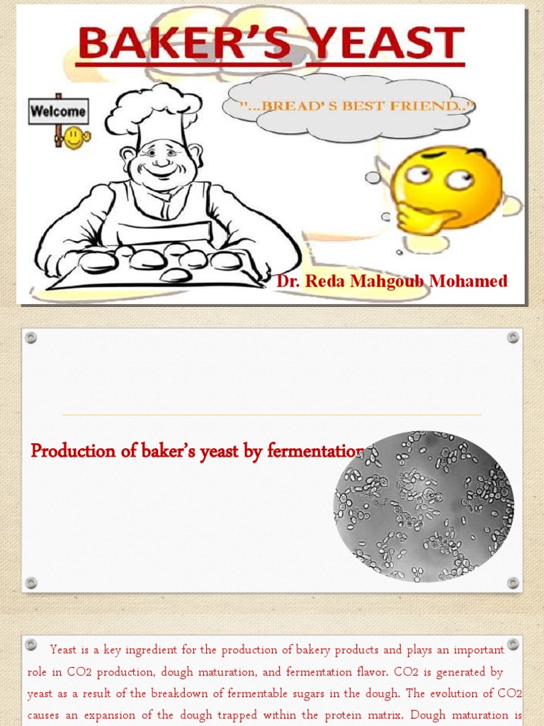 Yeast Production | PDF | Yeast | Breads
