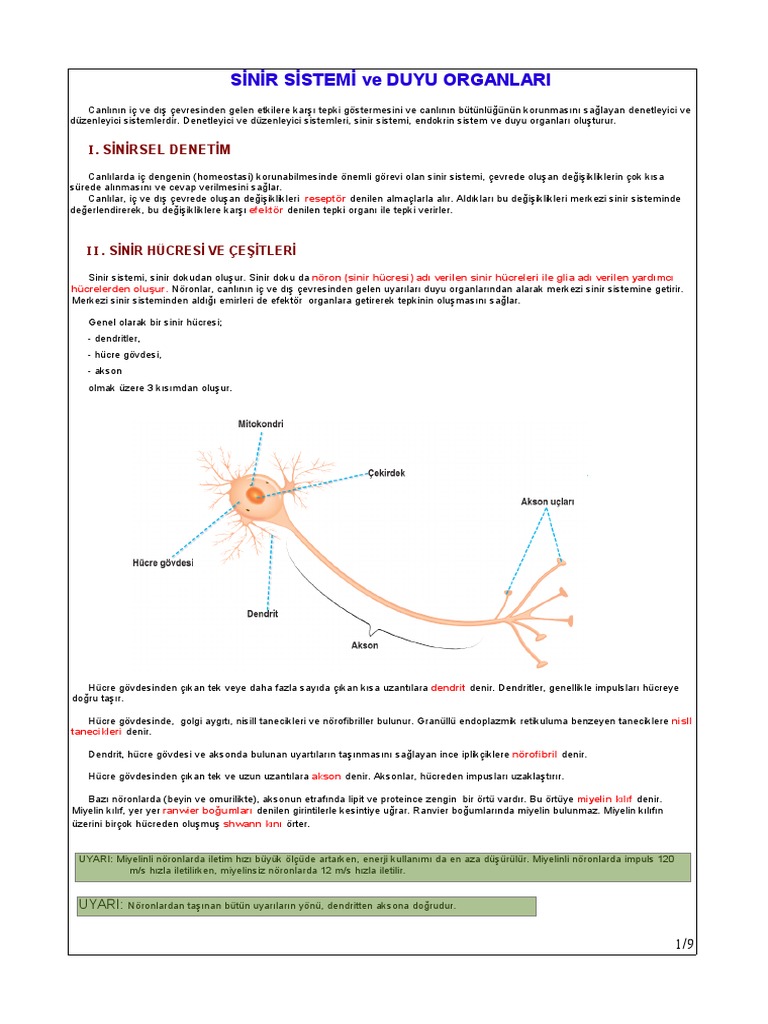 Sinir sisteminin bölümleri nelerdir?: sinir sistem nedir – PBFF