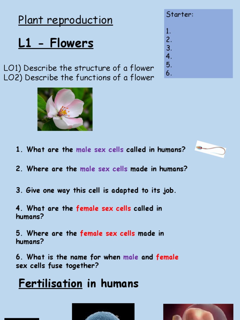 Plant Reproduction: L1 - Flowers | PDF | Pollination | Sex