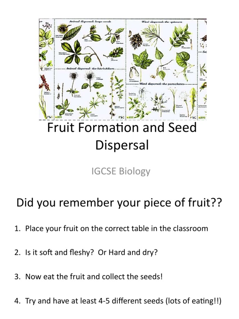 Fruit Formation and Seed Dispersal Guide | PDF | Cooking, Food & Wine