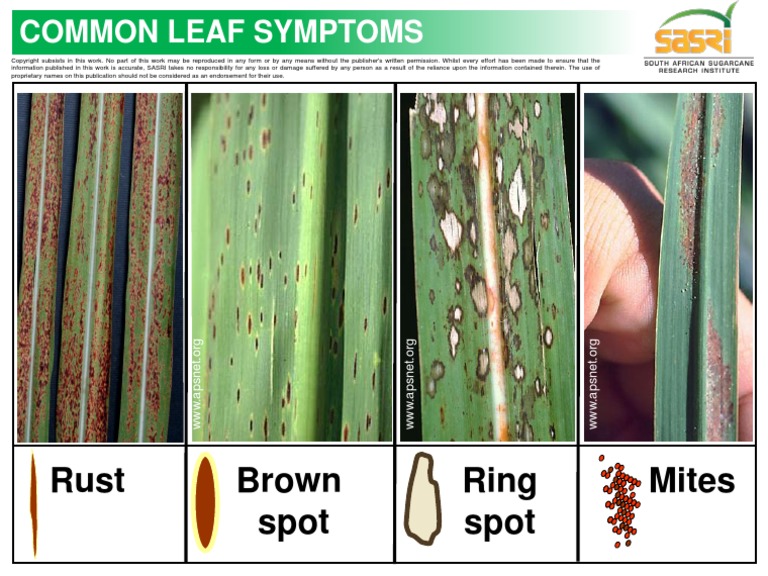 Ring Spot Rust Mites Brown Spot: Common Leaf Symptoms | PDF