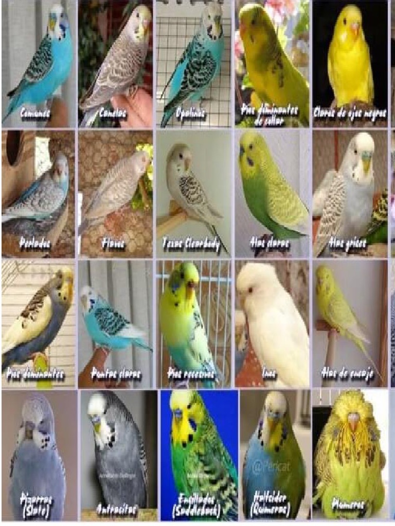 Nombres de Pericos Segun El Color | PDF