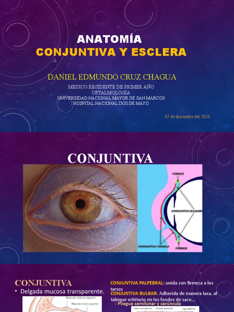 ANATOMIA Esclera y Conjuntiva DANIEL CRUZ | PDF | Ojo | Epitelio