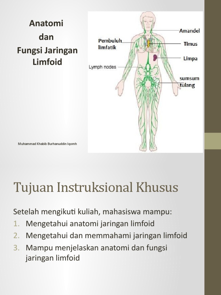 Anatomi dan Fungsi Jaringan Limfoid | PDF