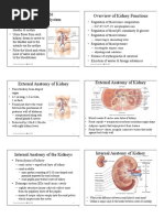 YU - Activity 11 - Urinary System | PDF | Kidney | Urinary System