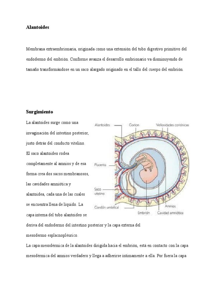 Alantoide | PDF | Anatomia animal | Anatomía