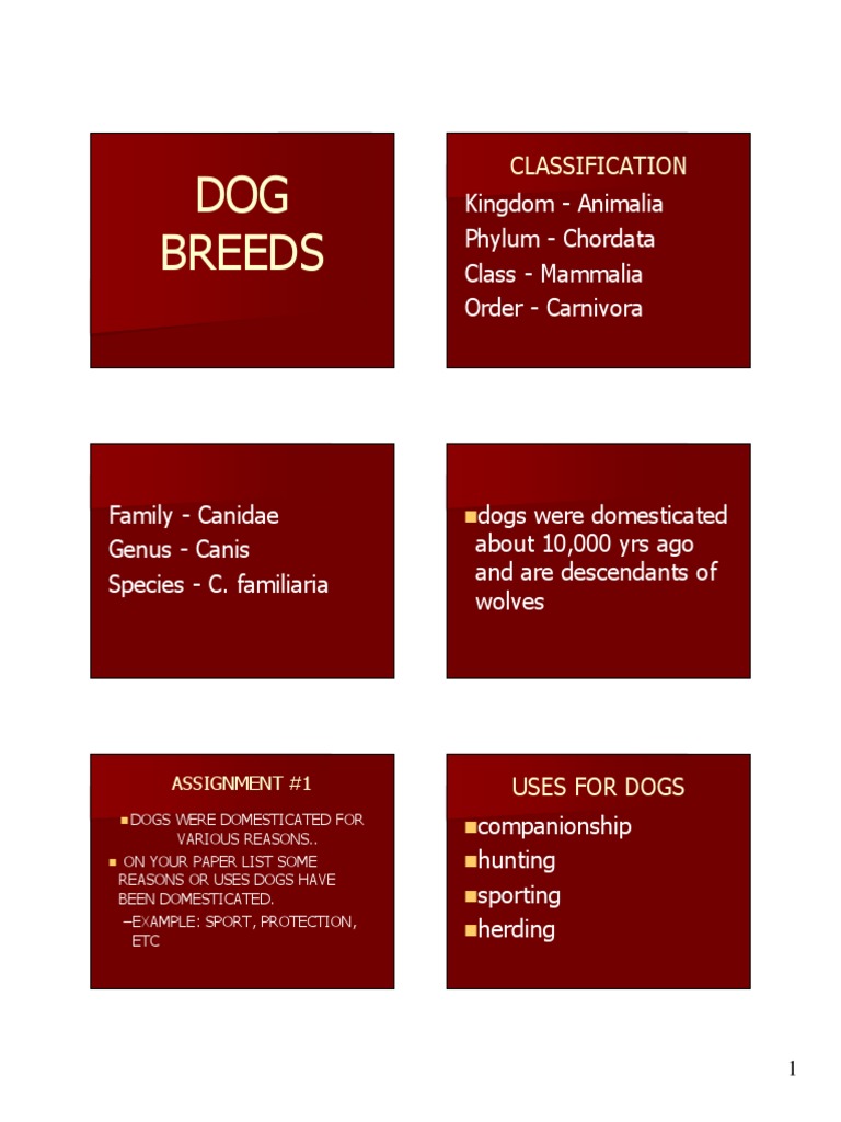 Classification and Uses of Dogs: Exploring the Domestication, Groups ...