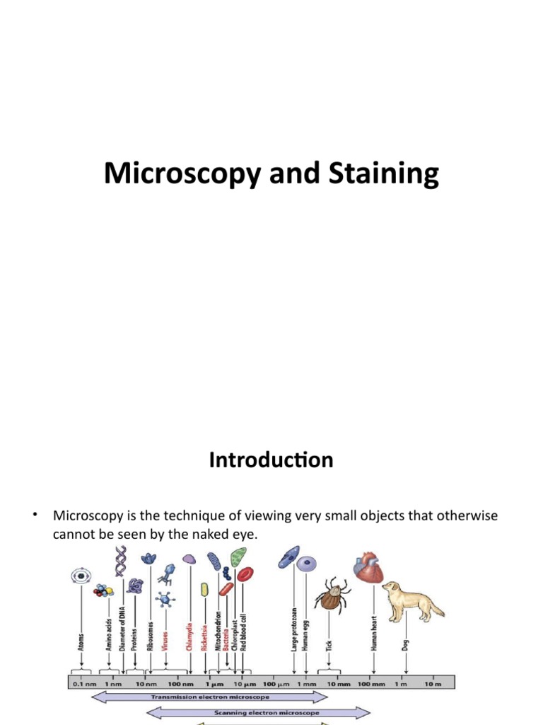 Microscopy and Staining | PDF | Microscope | Staining