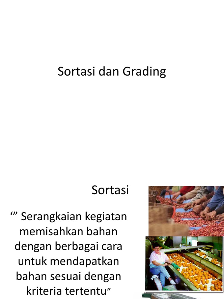 Sortasi Dan Grading | PDF