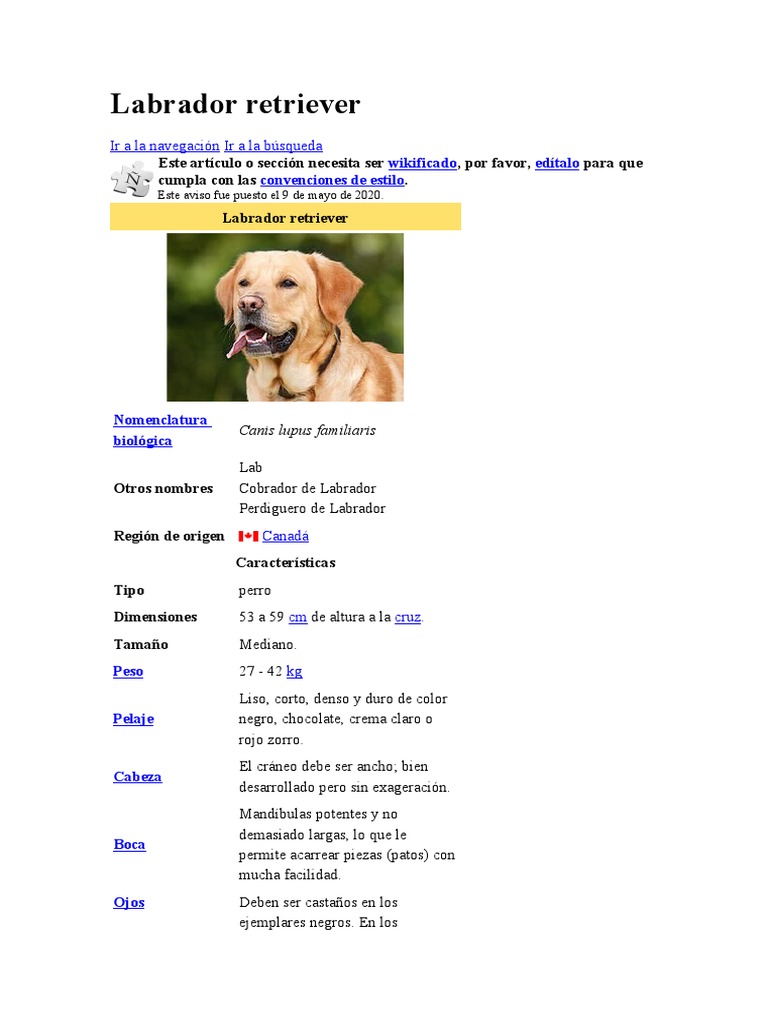 Labrador Retriever | PDF | Labrador retriever | Perros