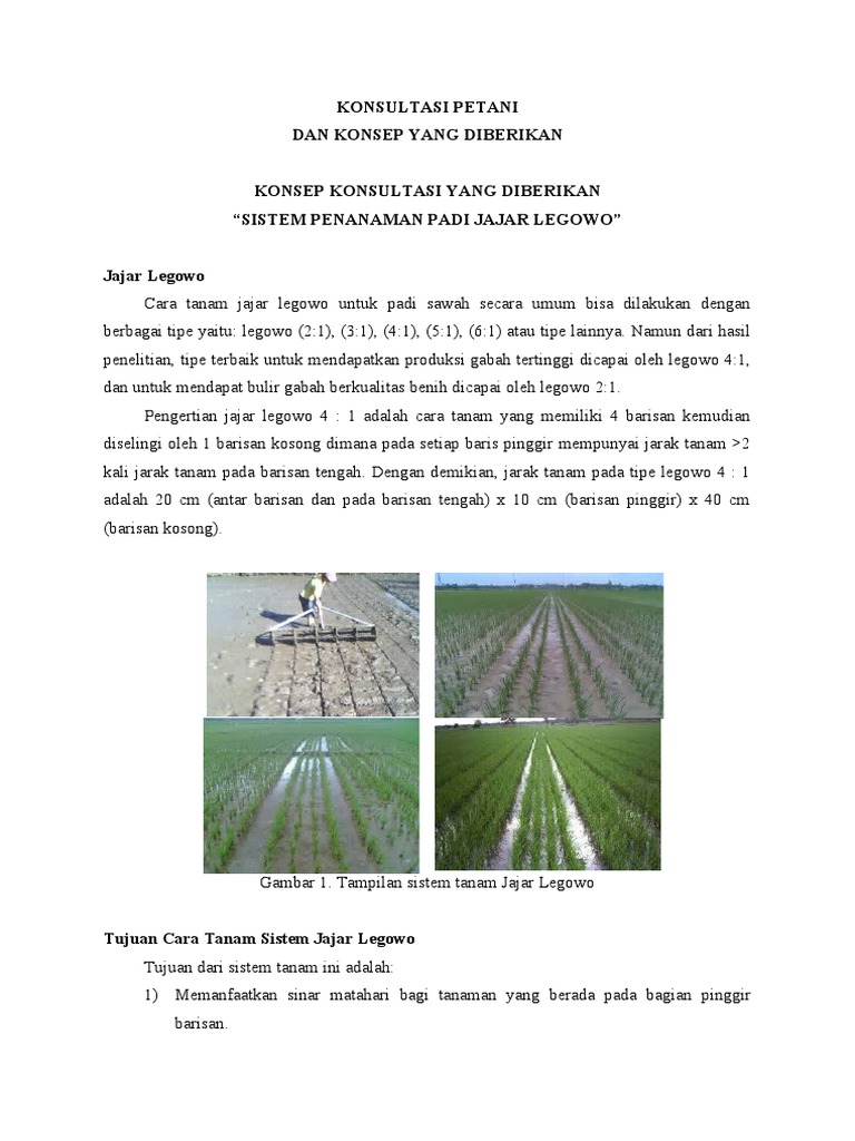 Sistem Penanaman Padi Jajar Legowo | PDF
