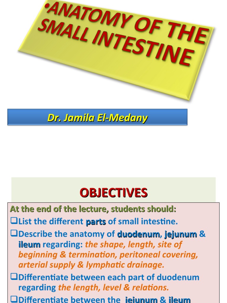 Anatomy of the Small Intestine: A Comprehensive Guide to the Duodenum ...