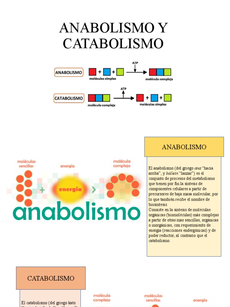Anabolismo y Catabolismo y Nutricion | PDF | Metabolismo | Bioquímica