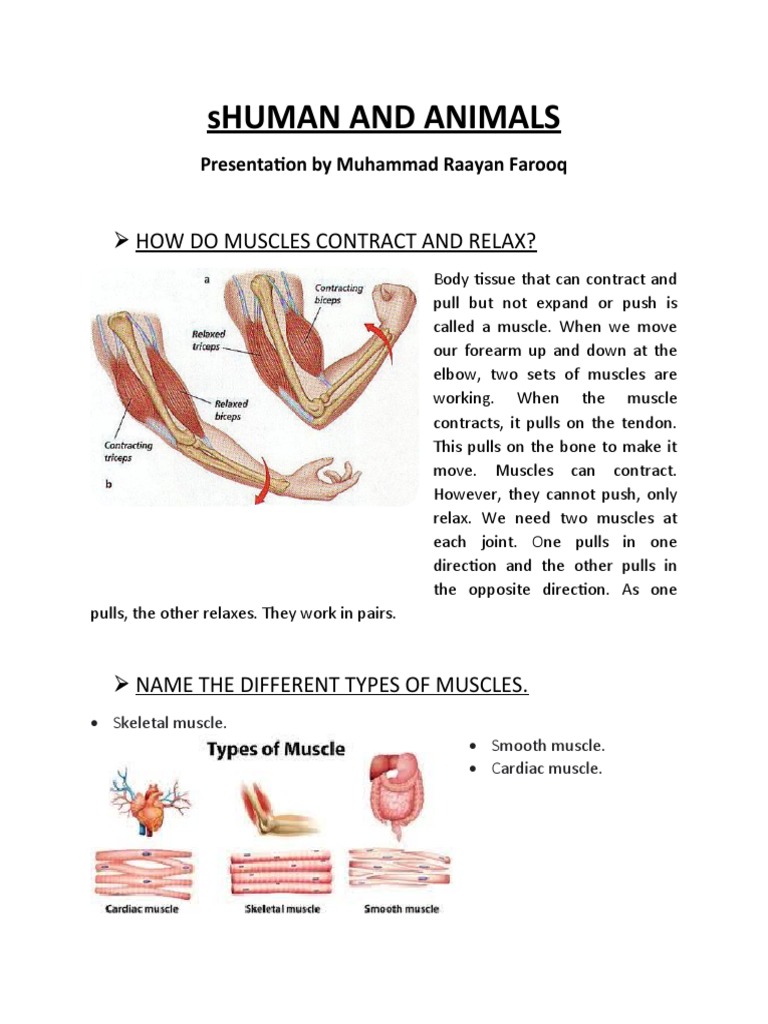 Shuman and Animals: How Do Muscles Contract and Relax? | PDF