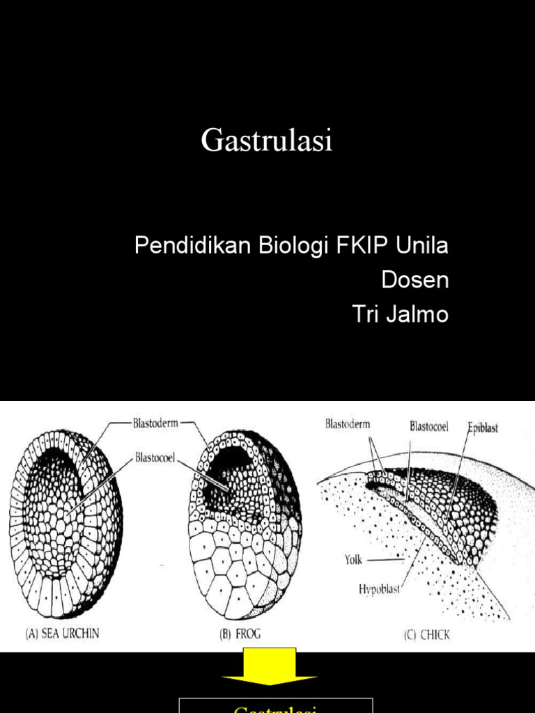 Gastrulasi: Proses Pembentukan Tiga Lapisan Lembaga pada Embrio | PDF