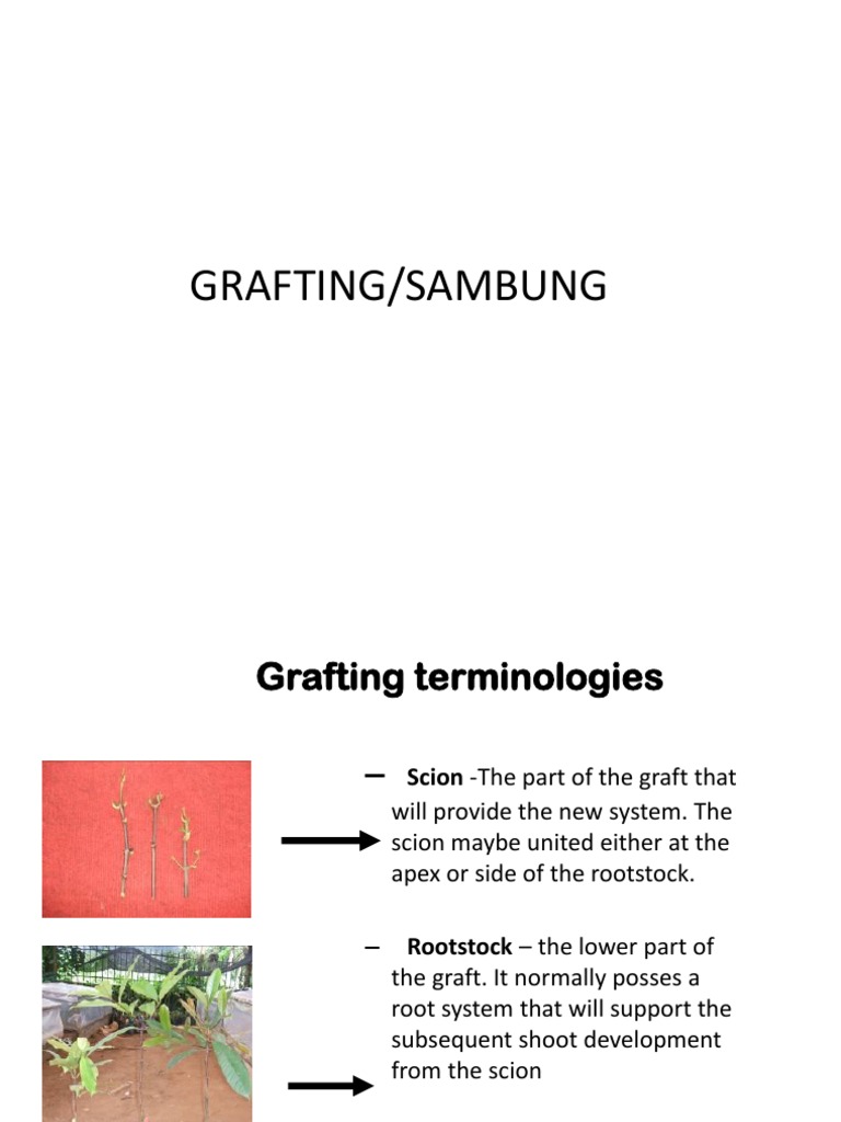 Grafting Dan Budding PDF | PDF | Grafting | Plant Reproduction