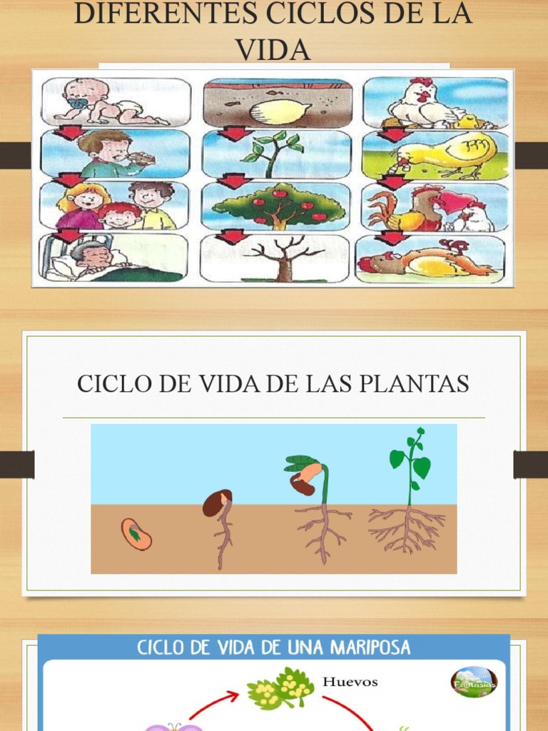 Diferentes Ciclos de La Vida | PDF | Cocina, comidas y vino | Hogar ...