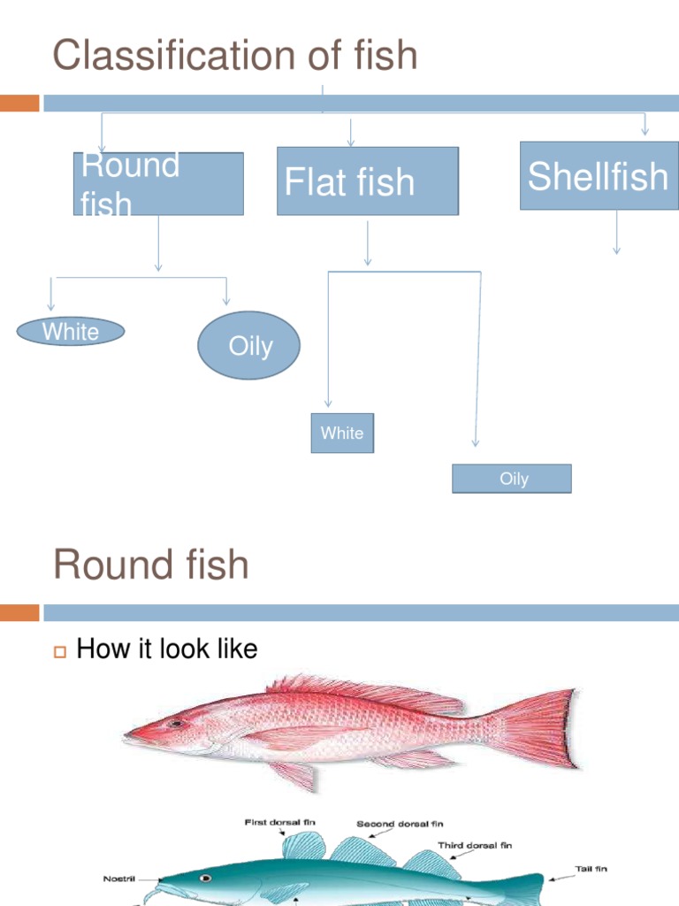 Classification of Fish | PDF