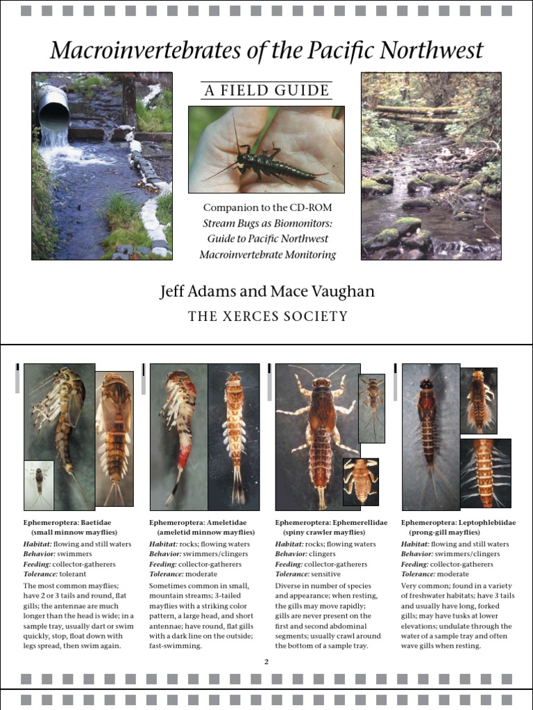 08 009 - 01 - Macroinvertebrate Field Guide PDF | PDF | Fly | Mollusca